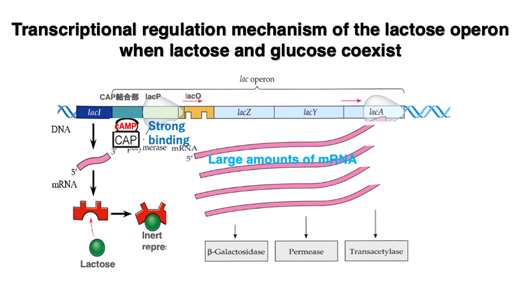 Transcriptional regulation mechanism of the Lactose operon when Lactose ...
